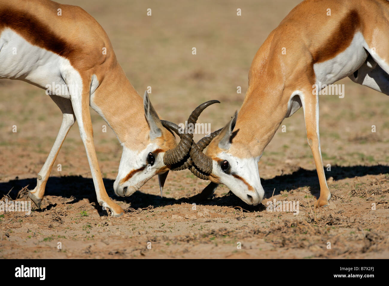 Two male springbok antelopes (Antidorcas marsupialis) fighting for ...