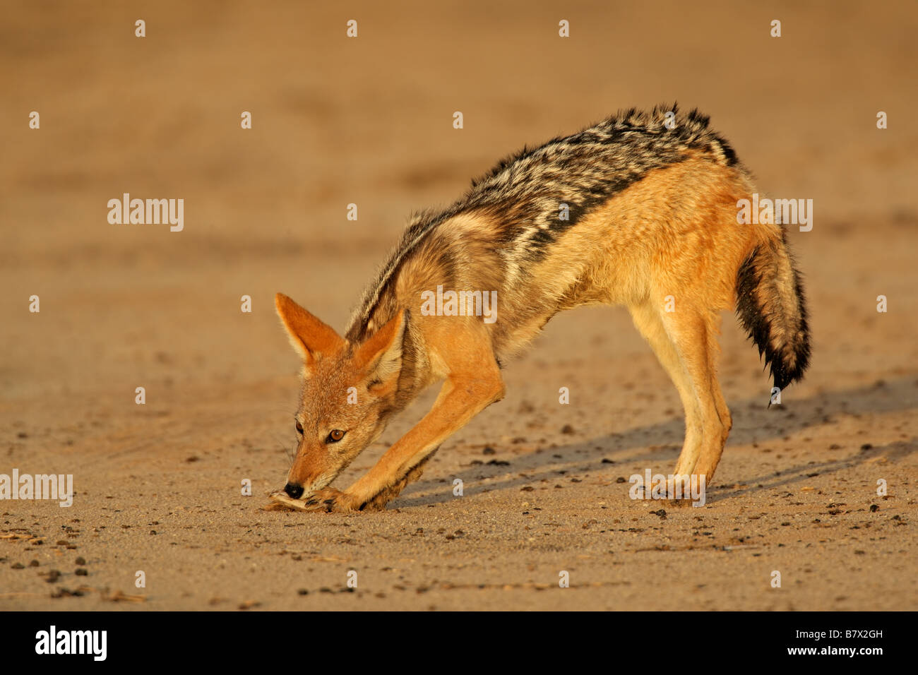 A black-backed Jackal (Canis mesomelas) scavenging on a carcass ...