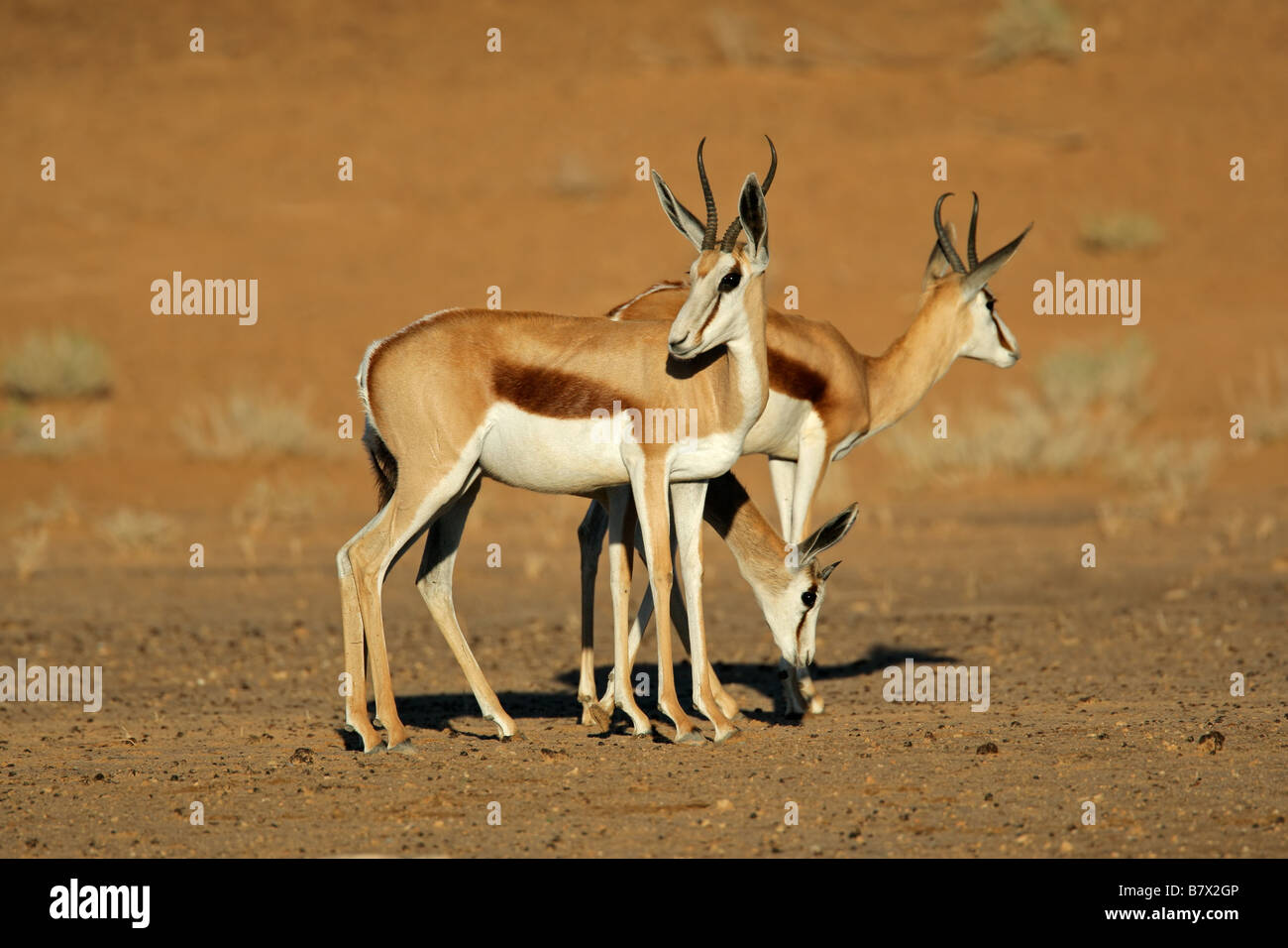 Three springbok antelopes Antidorcas marsupialis in a desert ...