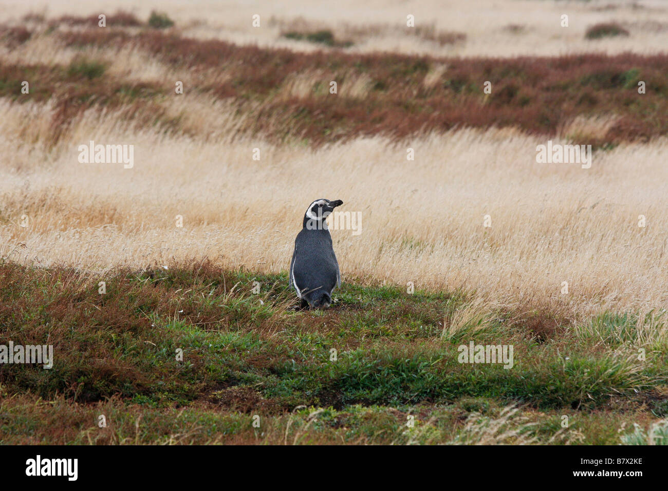 Magellanic penguins swim hi-res stock photography and images - Alamy