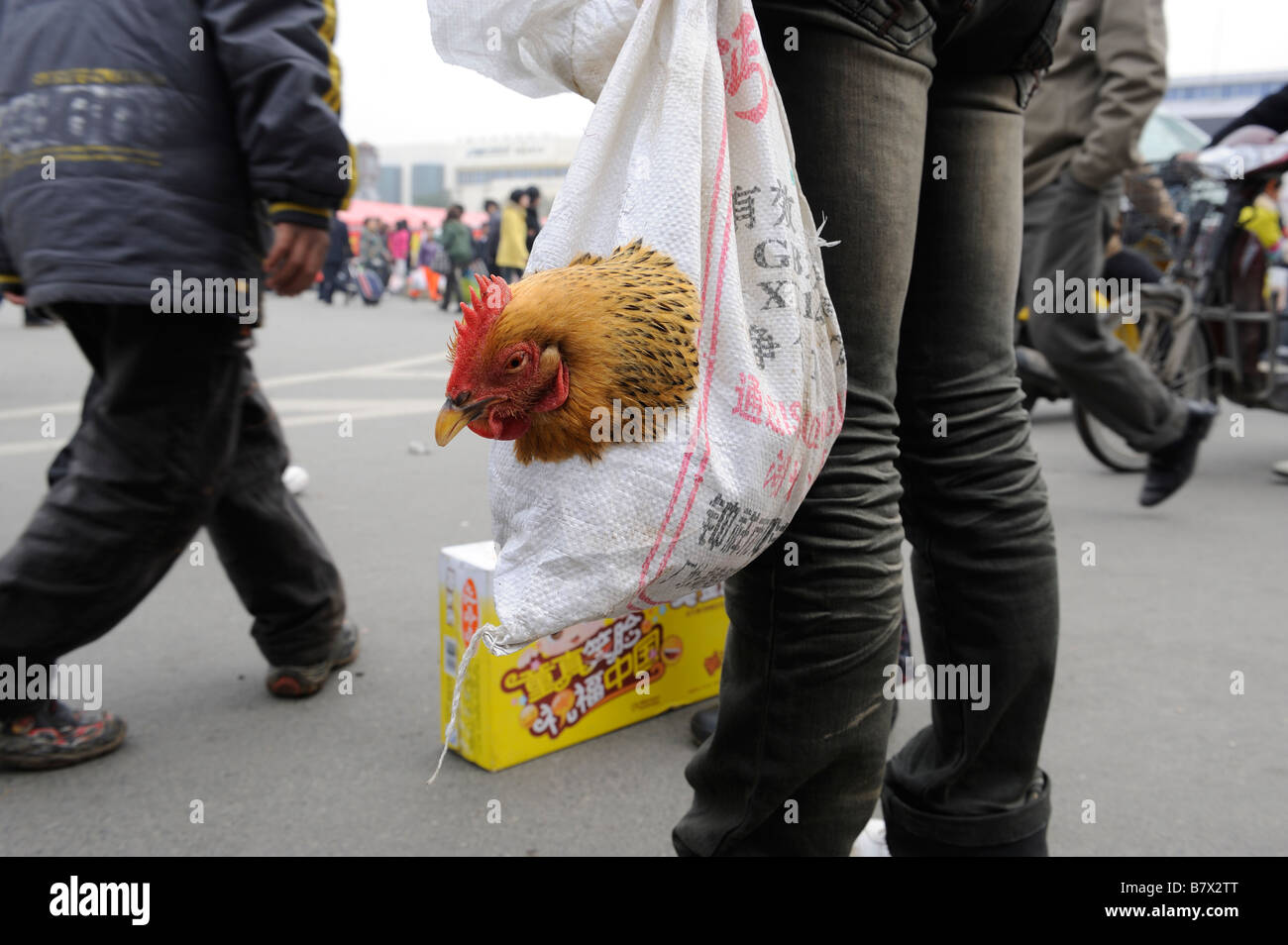 A migrant worker carries a chicken whose head extending from a bag on a ...