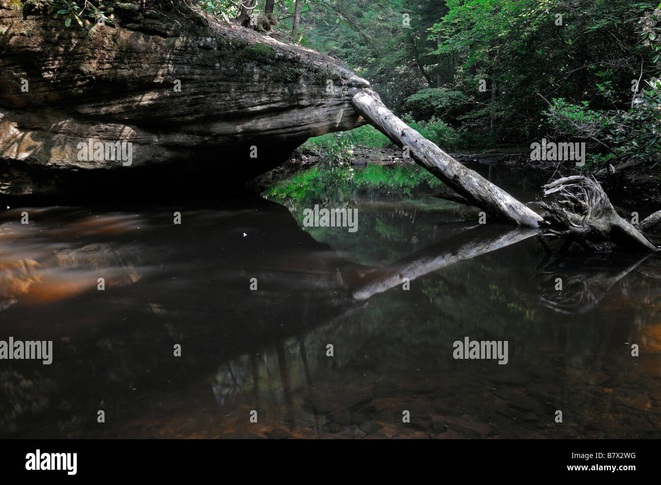 V shape tree hi-res stock photography and images - Alamy