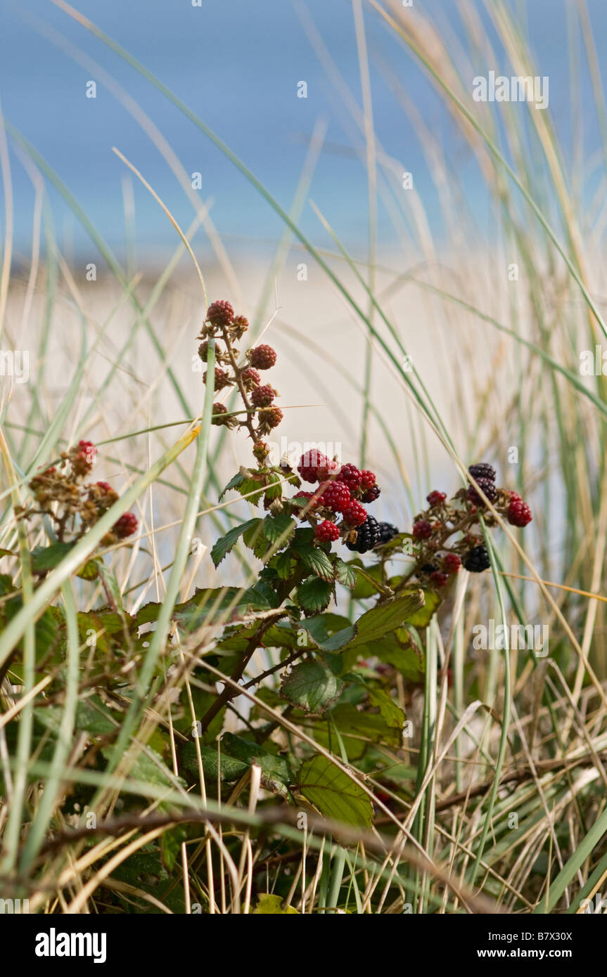 Wild Blackberries growing in the long coastal dune grass at Pentle Bay ...