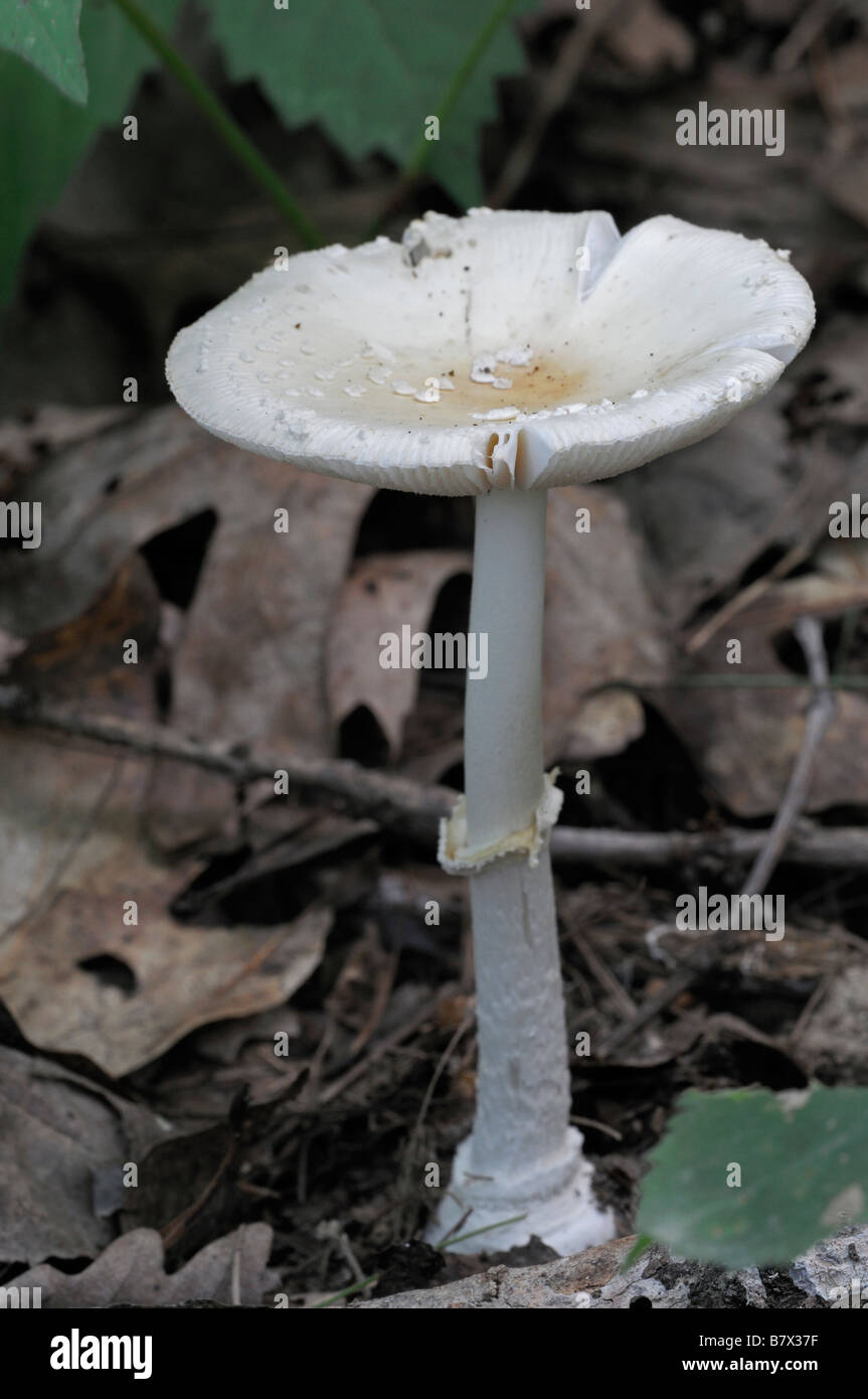 amanita sp var poisonous poison toxic white mushroom fungus close up ...