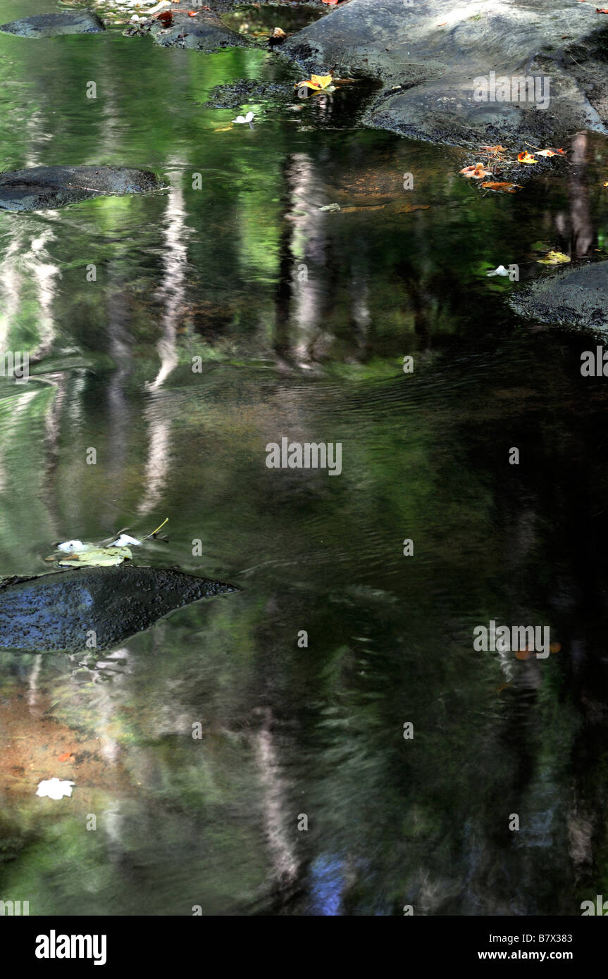 Trees trunks reflected reflect reflection creek river stream Clifty ...