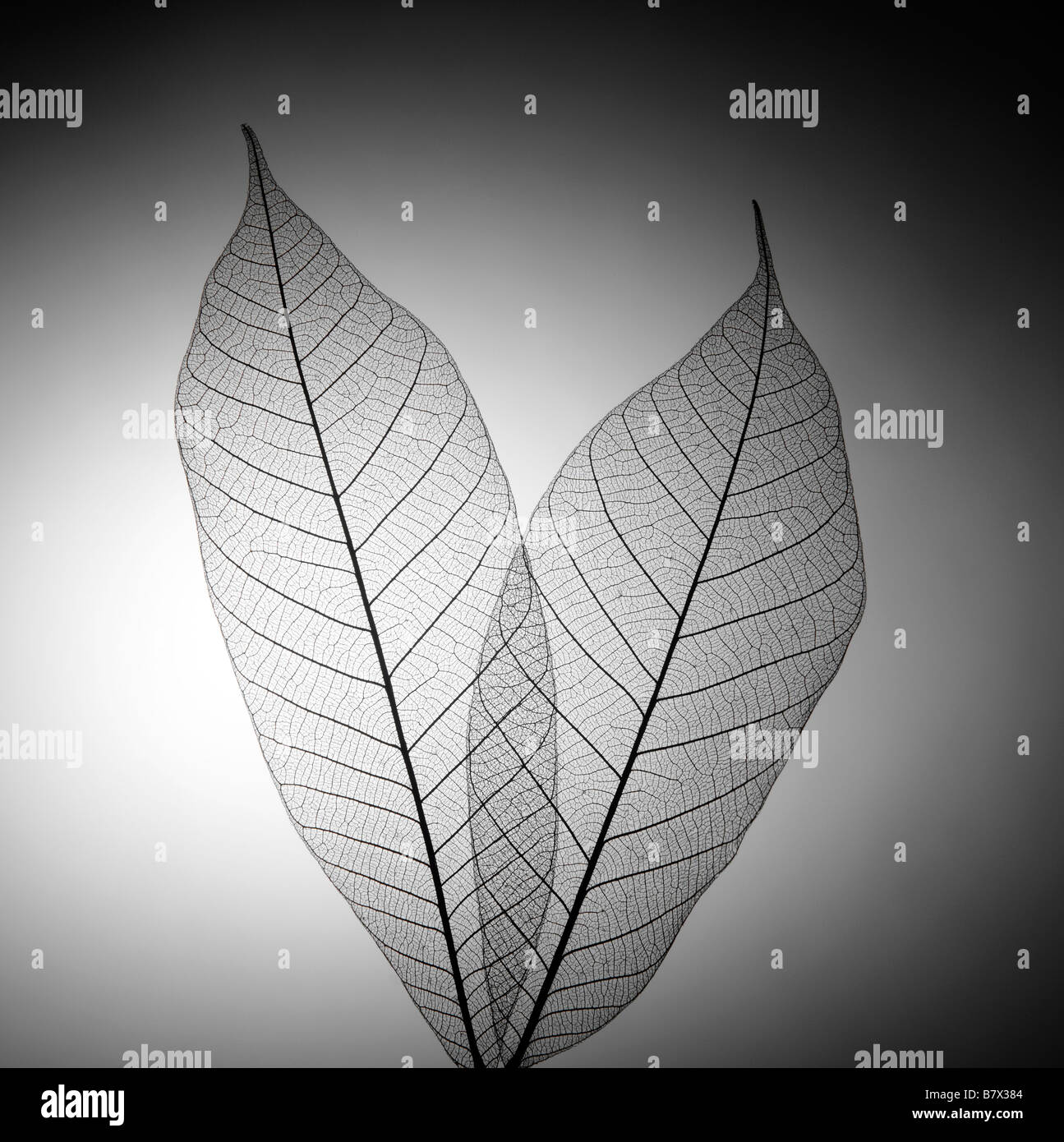Dry transparent leaves isolated on white background Stock Photo - Alamy
