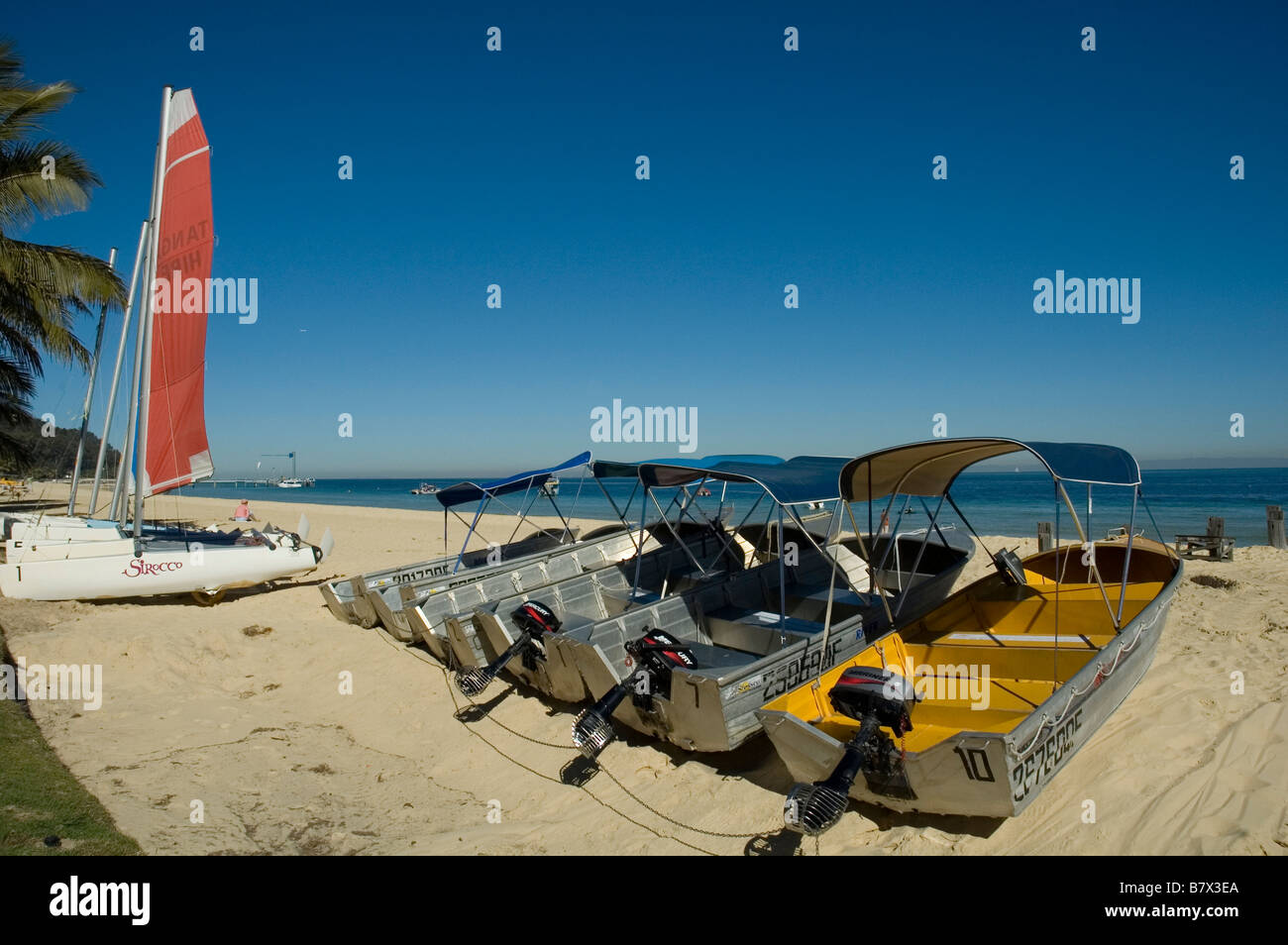 Tangalooma resort dolphin hi-res stock photography and images - Alamy
