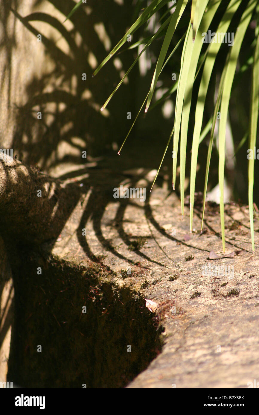 Fan palm tree hi-res stock photography and images - Alamy