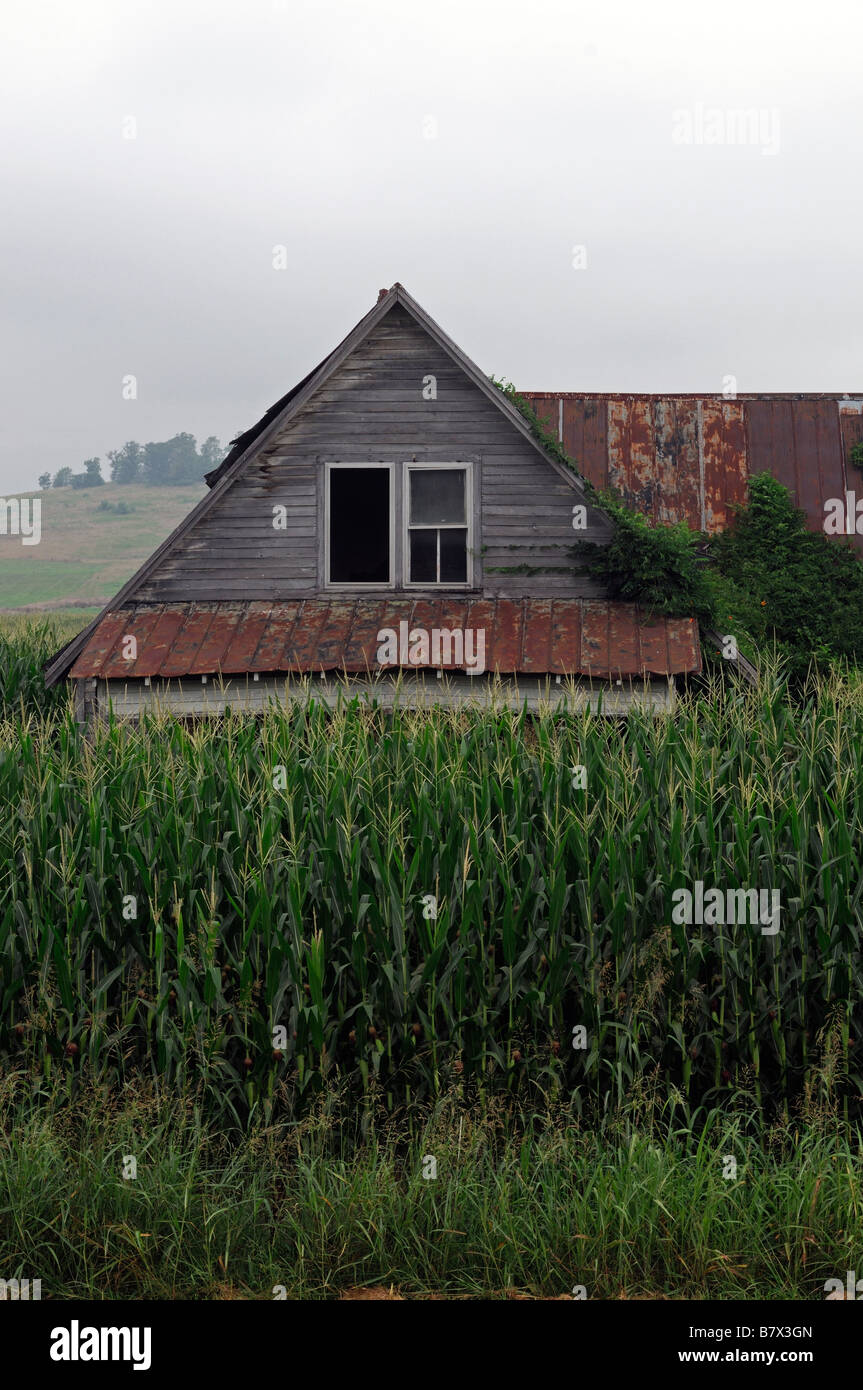 Corn field and farm house hi-res stock photography and images - Alamy