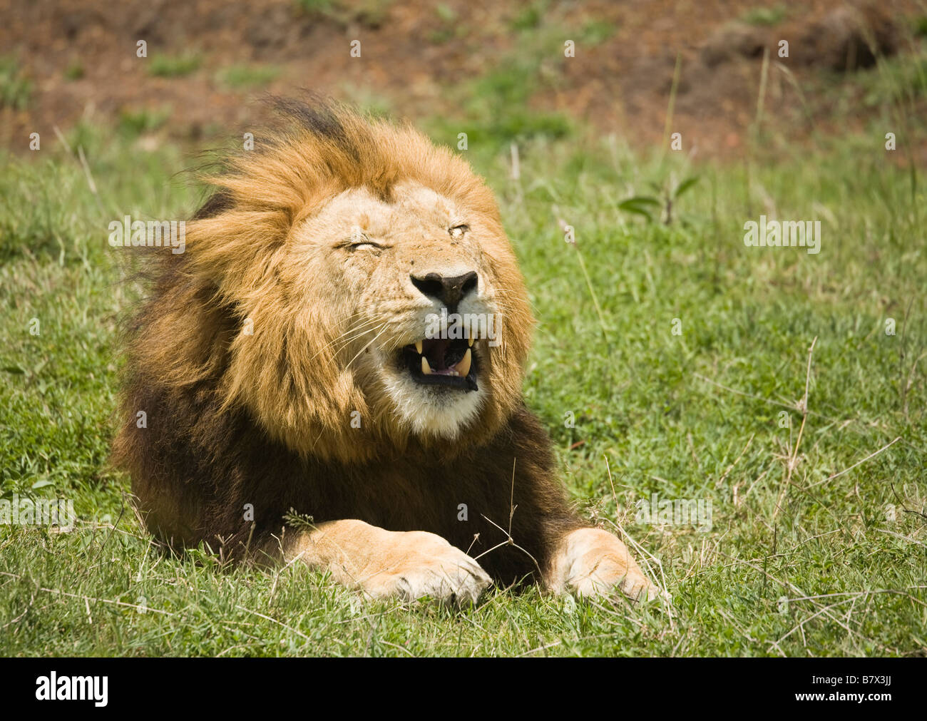 Lion expression hi-res stock photography and images - Alamy