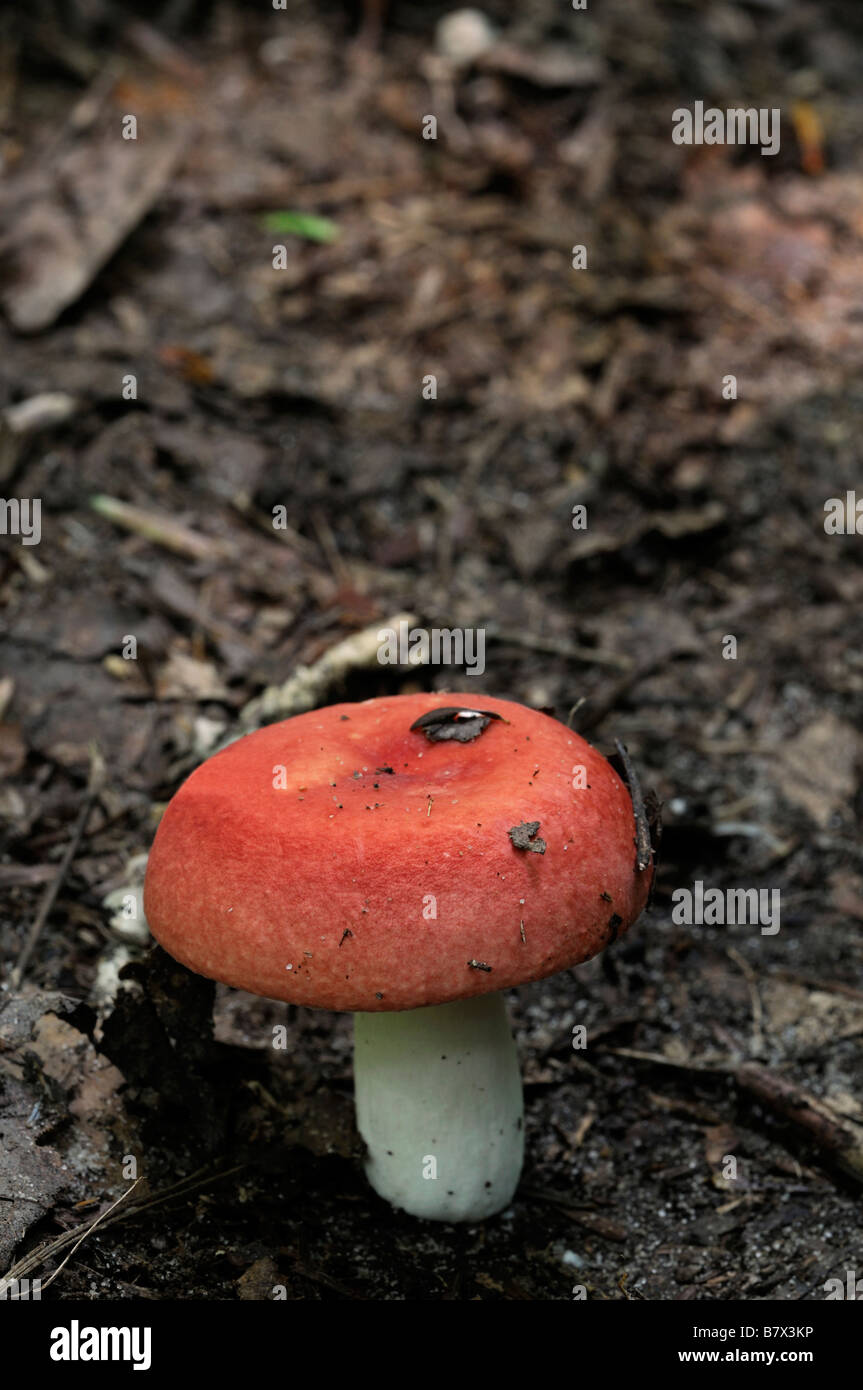 single orange boletus edible mushroom fruiting body emerge appear ...