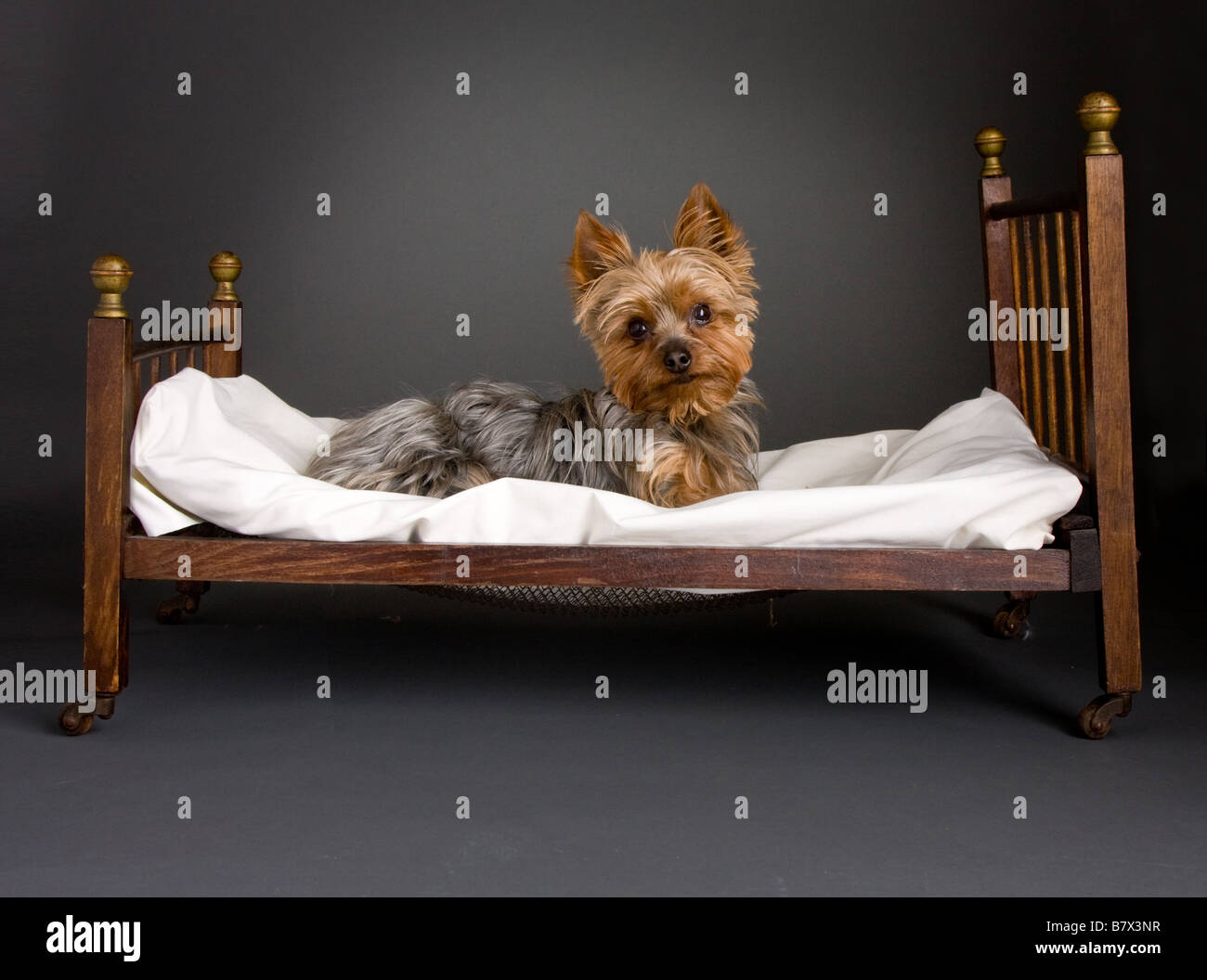 Yorkshire Terrier yorkie puppy on a bed Stock Photo - Alamy