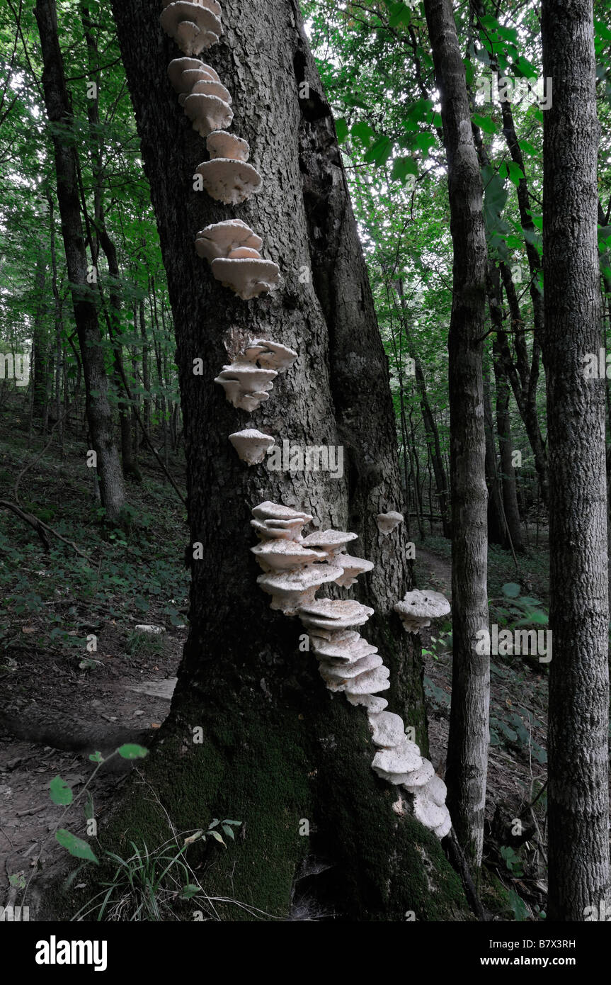 white bracket shelf fungus fungi fruiting bodies growing up along tree ...
