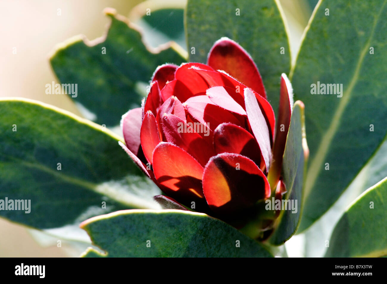 Red protea hi-res stock photography and images - Alamy