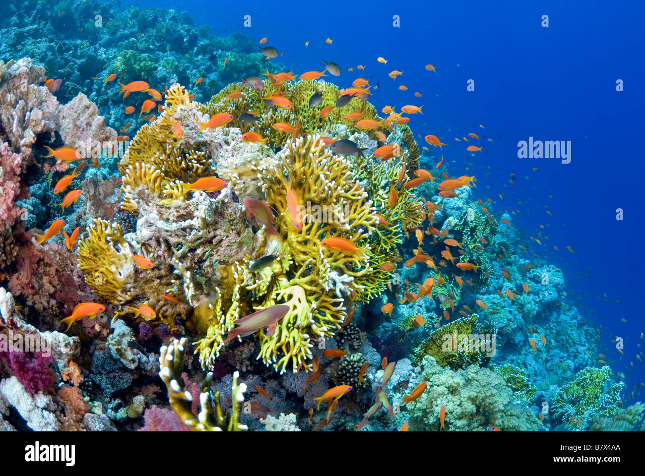 Colorful shallow coral reef in Ras Mohammed national park, Red Sea ...