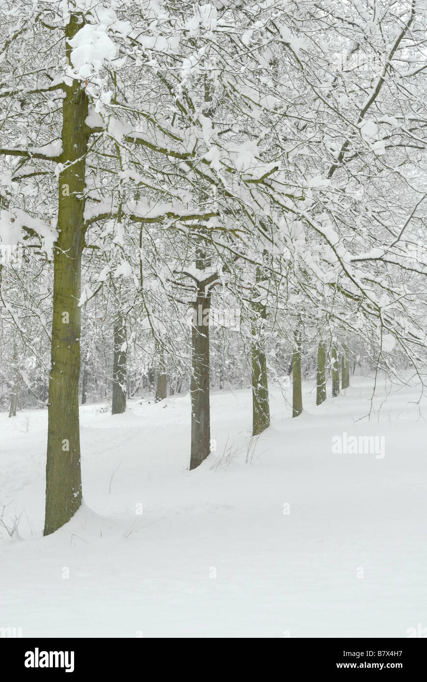 Line trees in london hi-res stock photography and images - Alamy