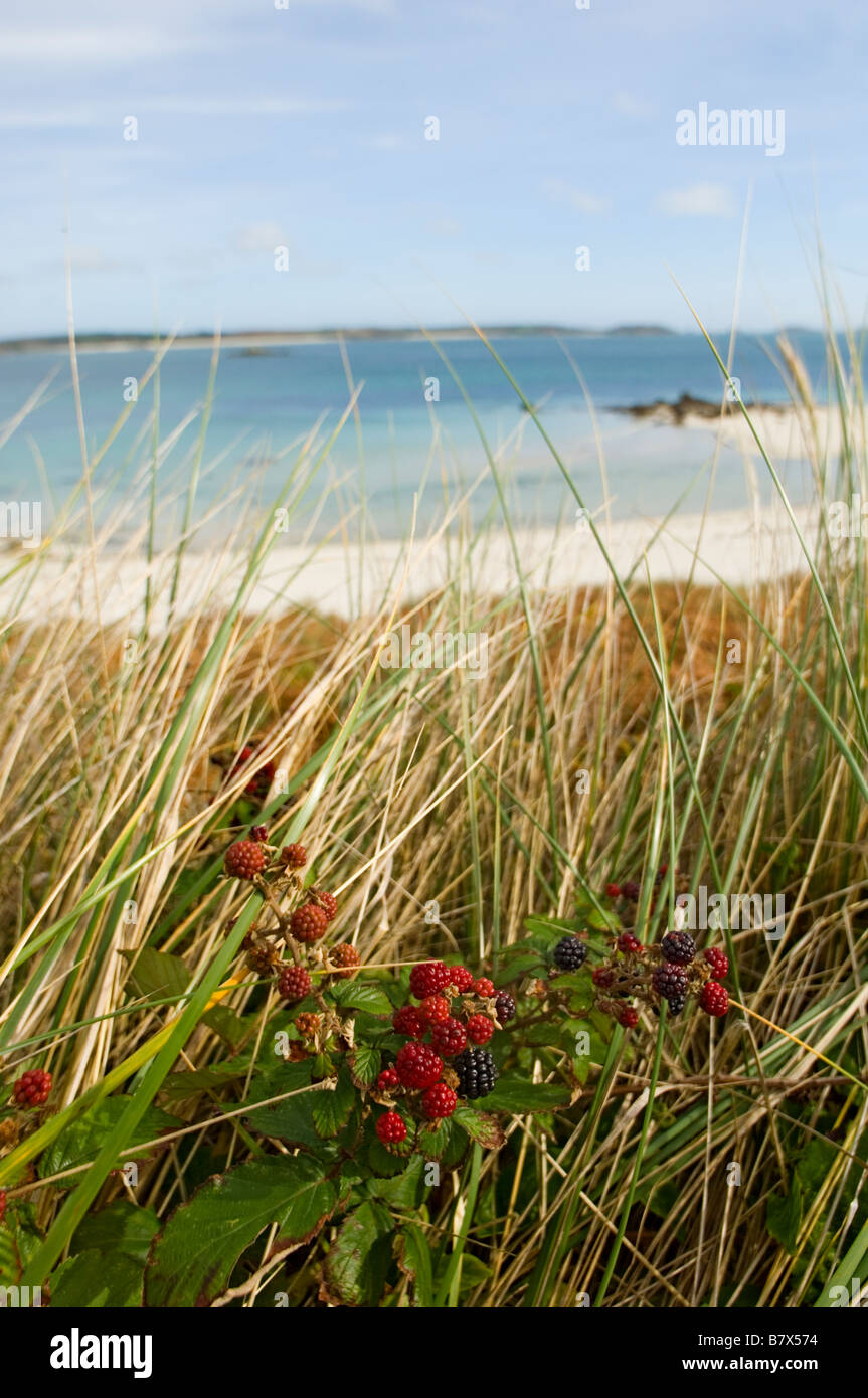 Wild Blackberries growing in the long coastal dune grass at Pentle Bay ...