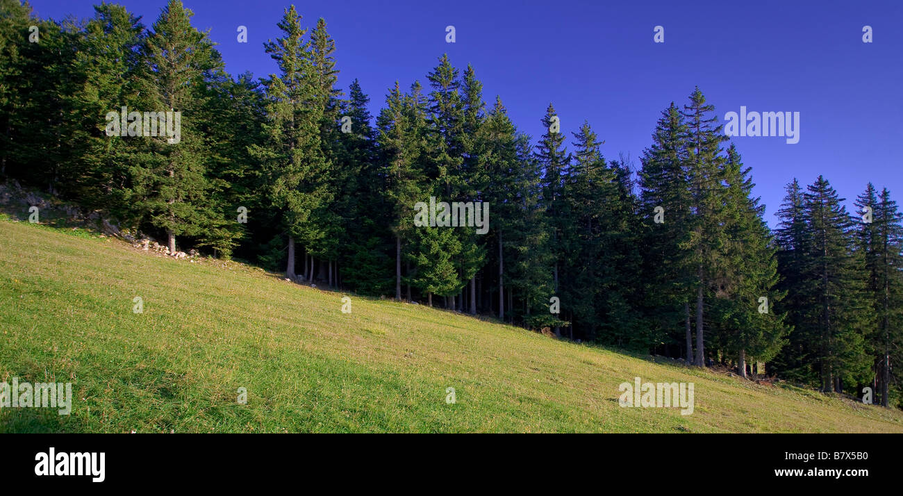 trees on a slope Stock Photo - Alamy trees on a slope Stock Photo - Alamy