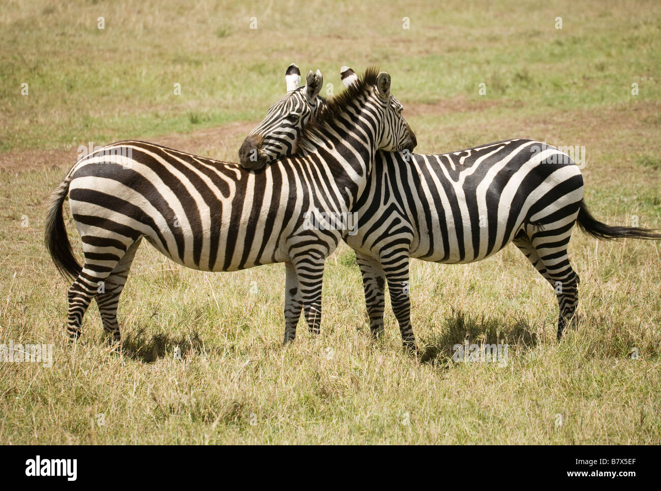 Zebras intertwined on the plains of the Masai Mara in Kenya Stock Photo ...