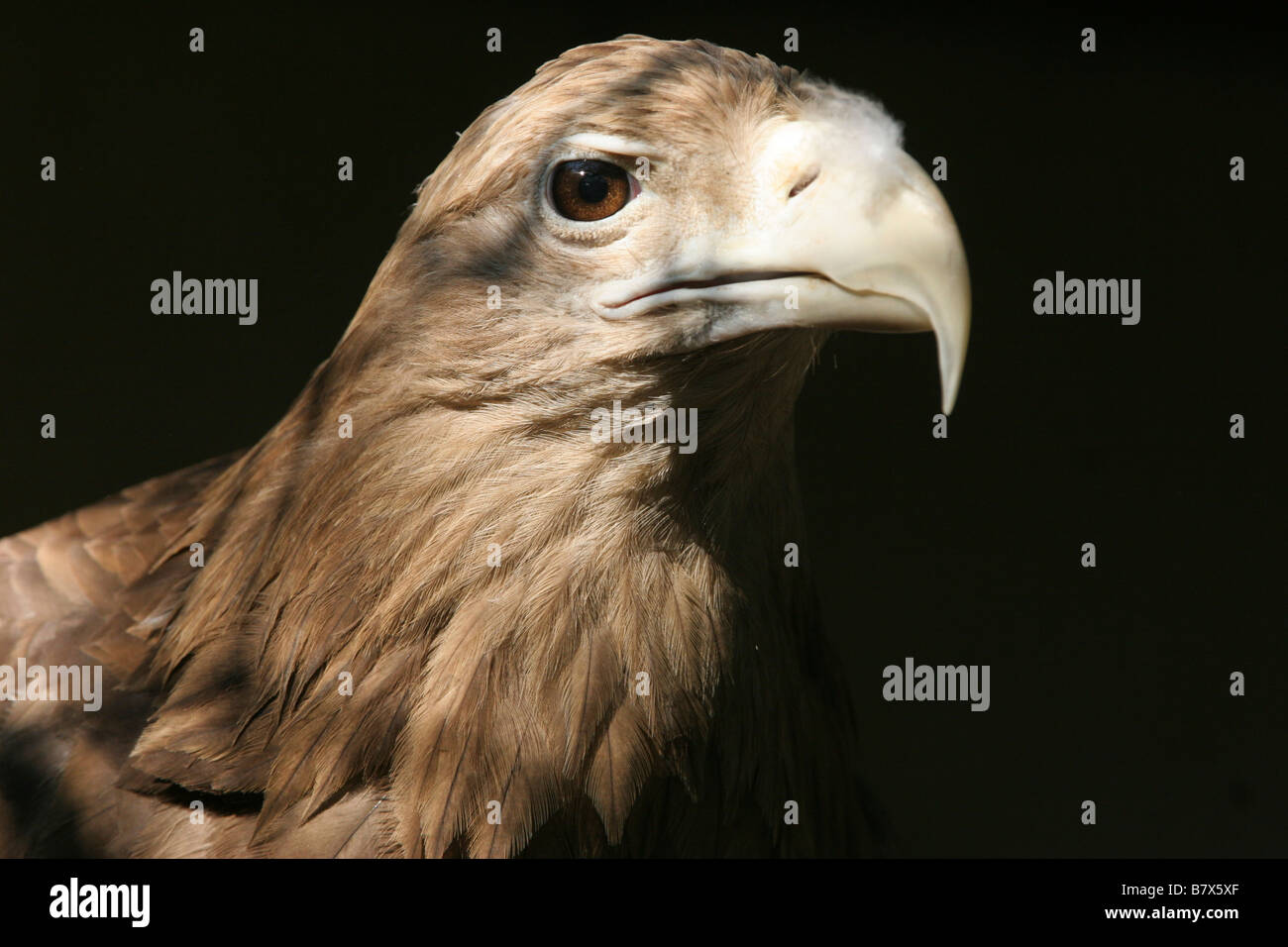 Eagle and stork hi-res stock photography and images - Alamy