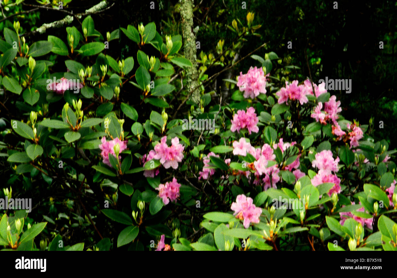 Rhodeodendron hi-res stock photography and images - Alamy