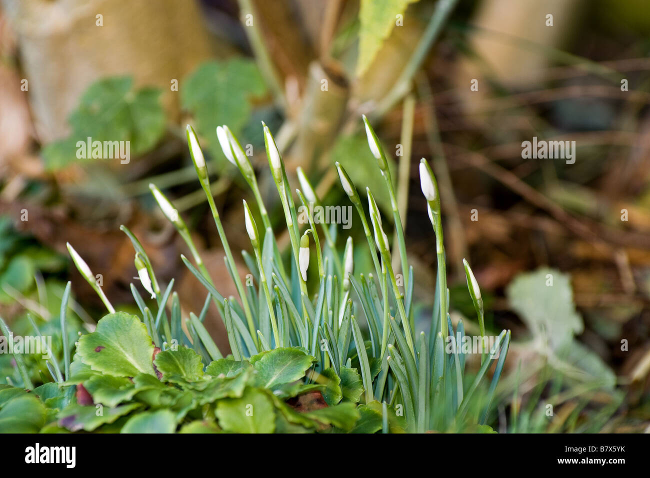 Spring green first shoots hi-res stock photography and images - Alamy