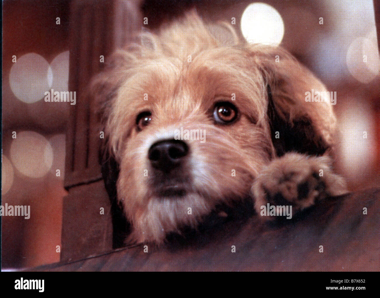 Pour l'amour de benji For the Love of Benji Year: 1977 USA Benji ...