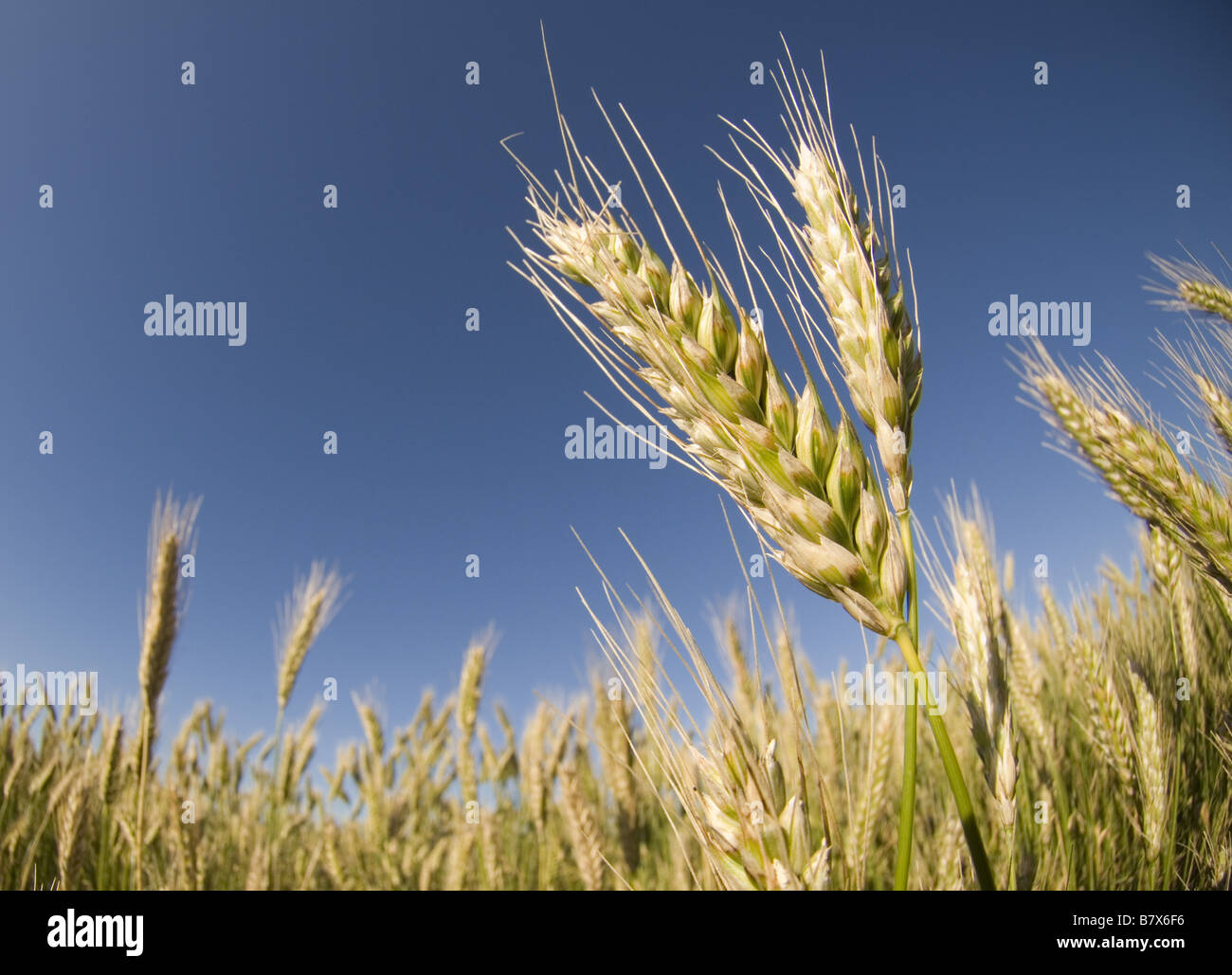 Blue ears wide angle hi-res stock photography and images - Alamy