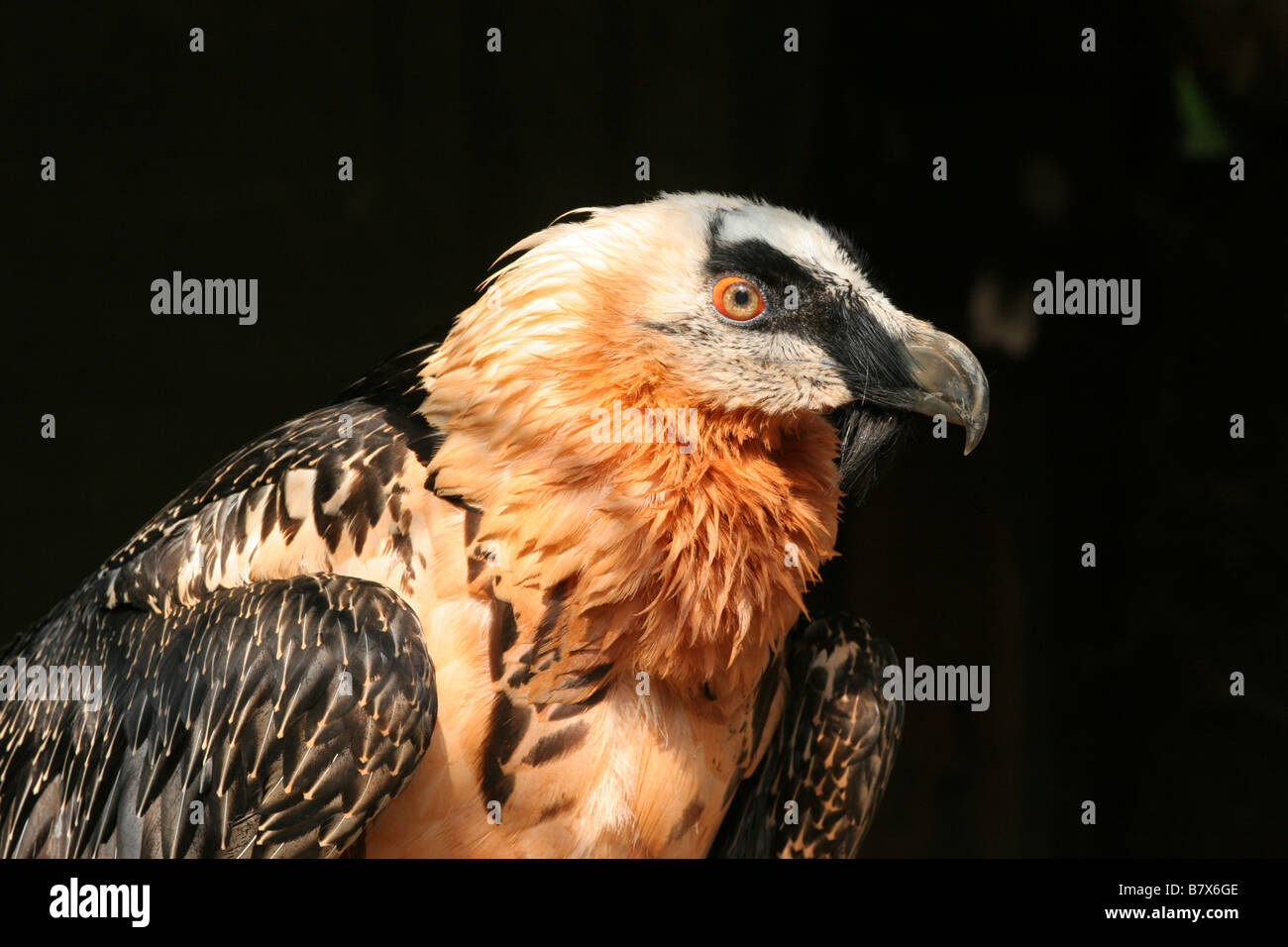 Bearded Vulture, Gypaetus barbatus, Lammergeier, Acciptridae ...
