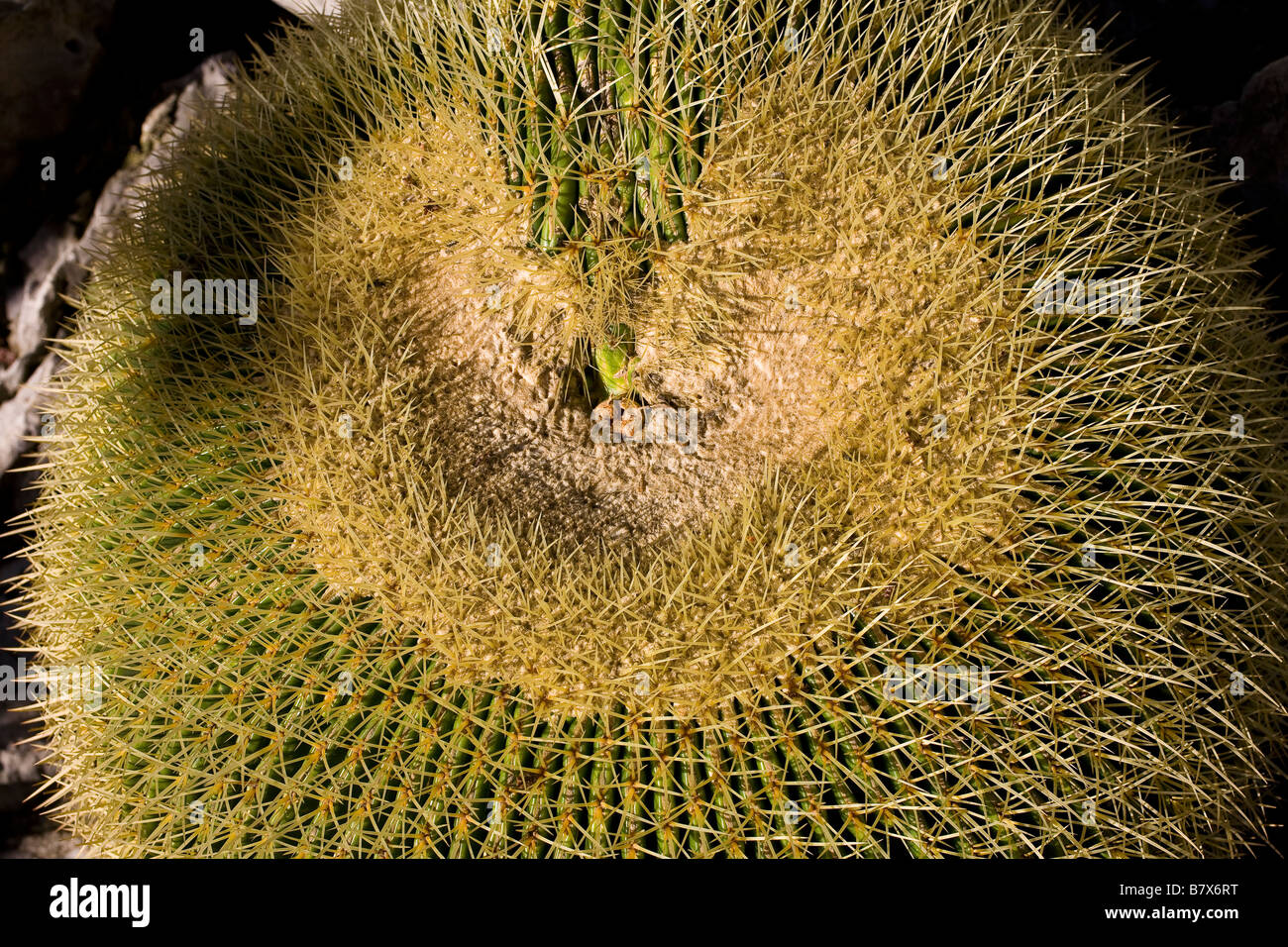 exotic plant forming love symbol Stock Photo - Alamy