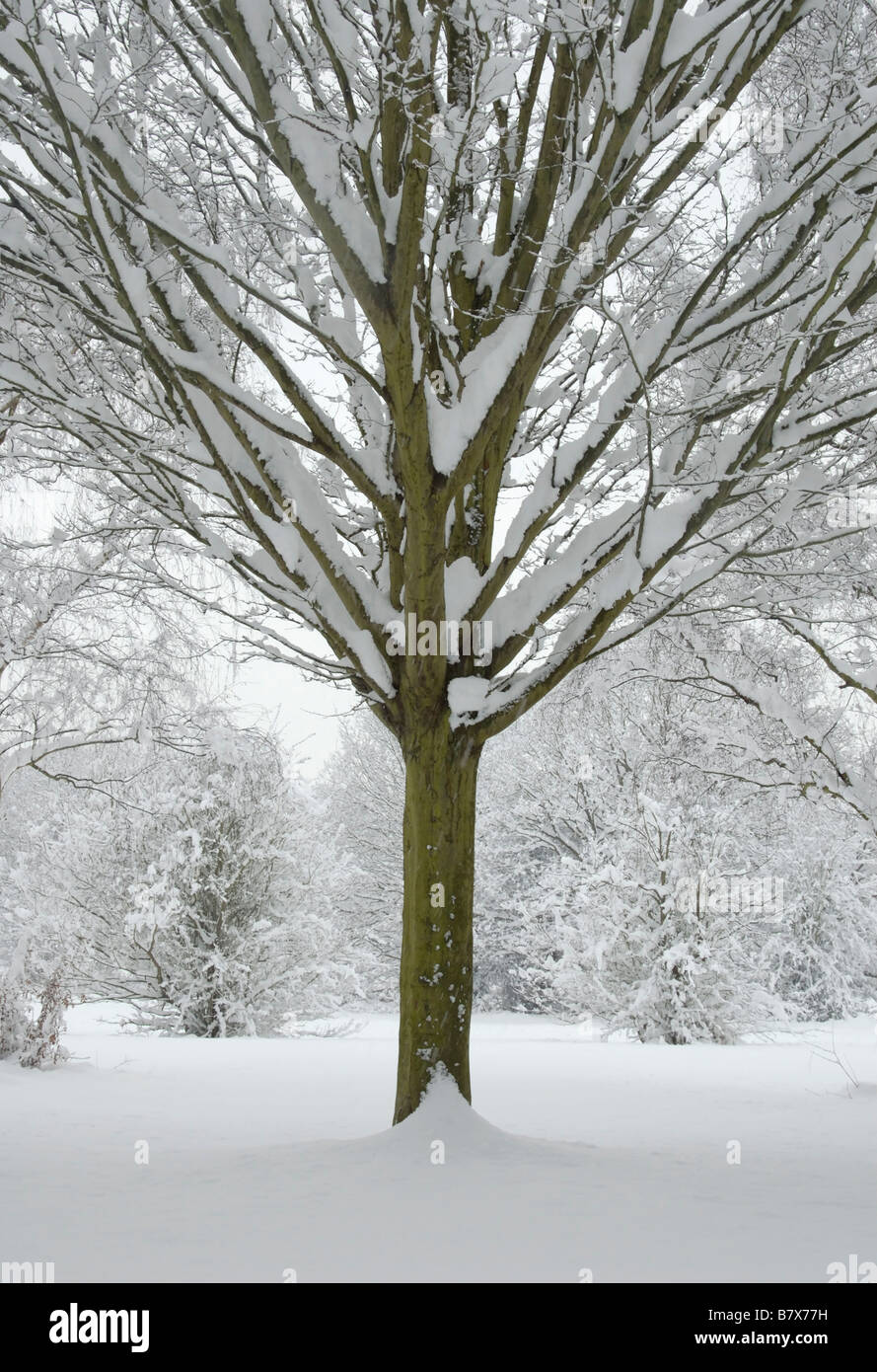 Narnia snow hi-res stock photography and images - Alamy