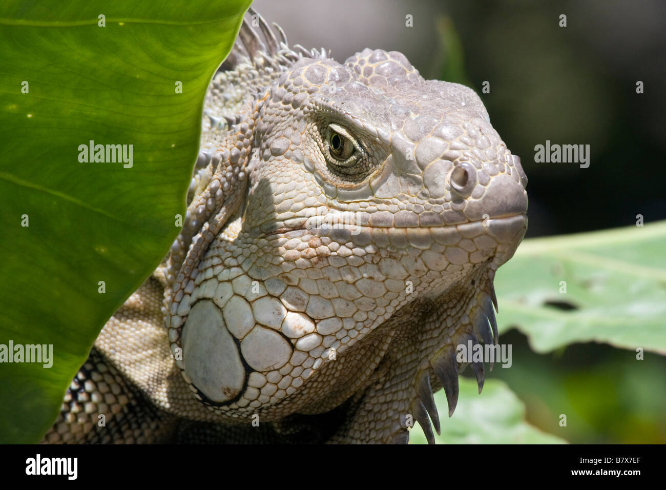 Large adult male Green Iguana (Iguana iguana) appears from behind green ...