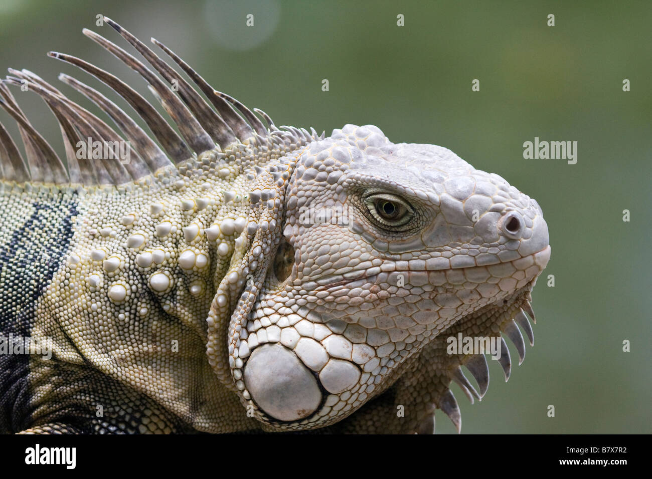 Large adult male Green Iguana (Iguana iguana Stock Photo - Alamy