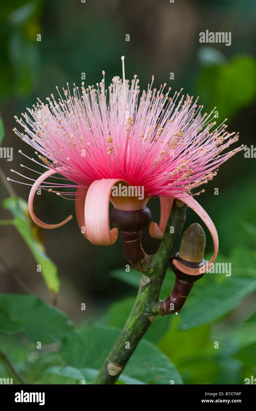 Pink shaving brush tree hi-res stock photography and images - Alamy