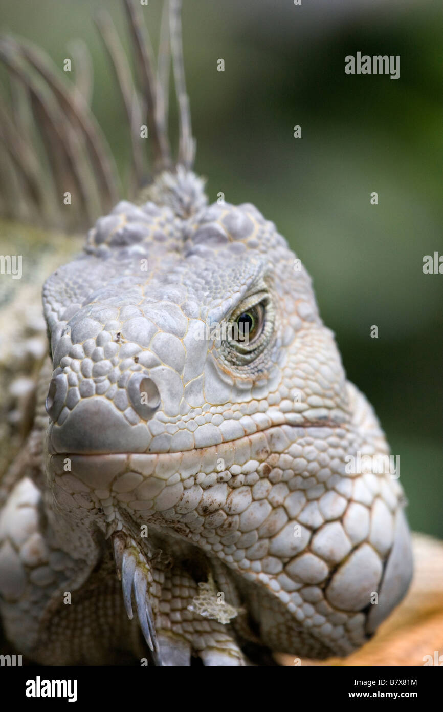 Large adult male Green Iguana (Iguana iguana Stock Photo - Alamy
