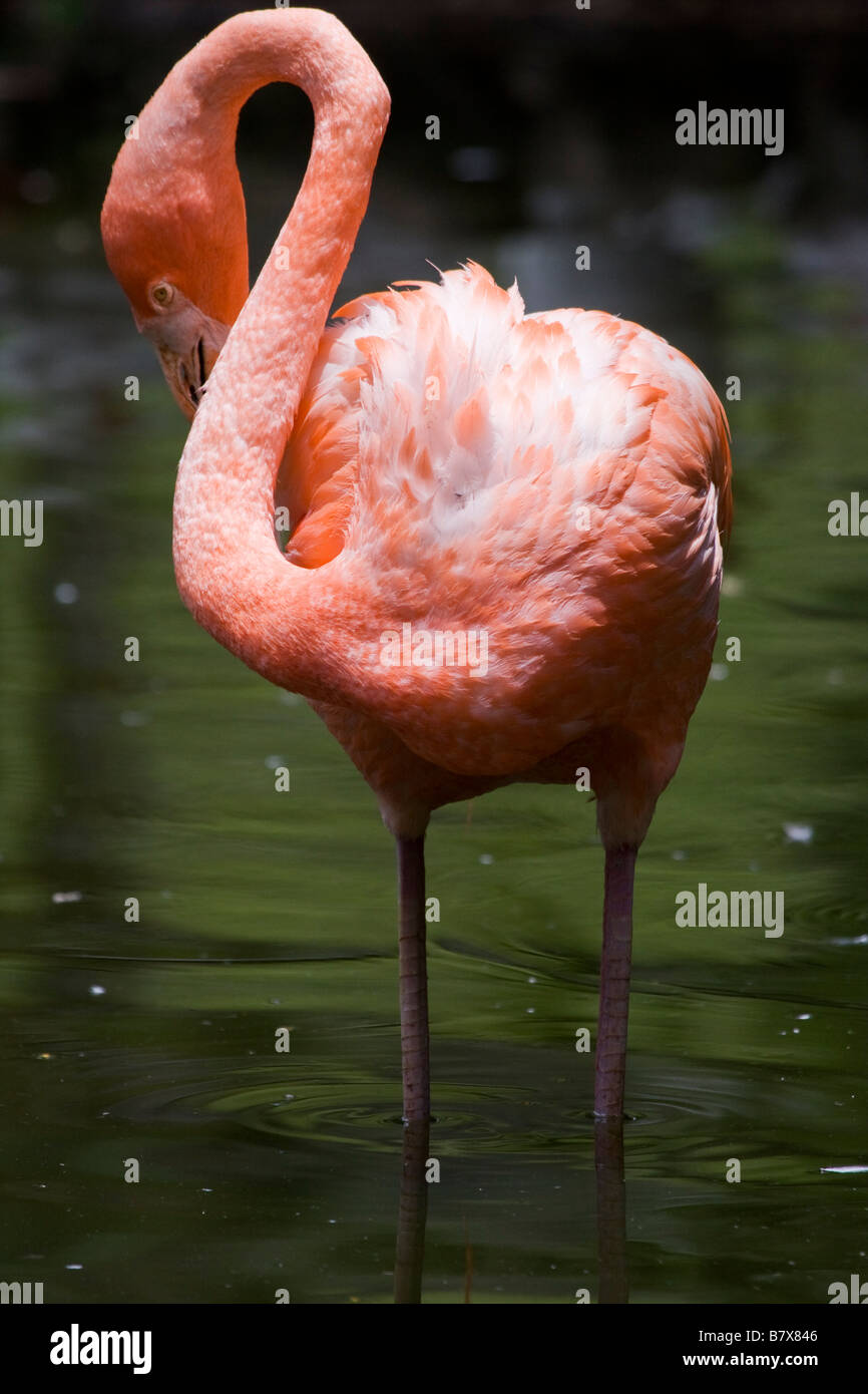 Florida pink flamingo hi-res stock photography and images - Alamy