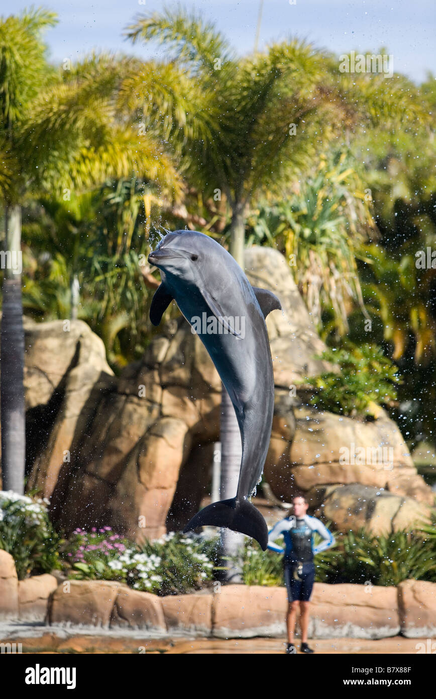 Sea world dolphin show gold hi-res stock photography and images - Alamy