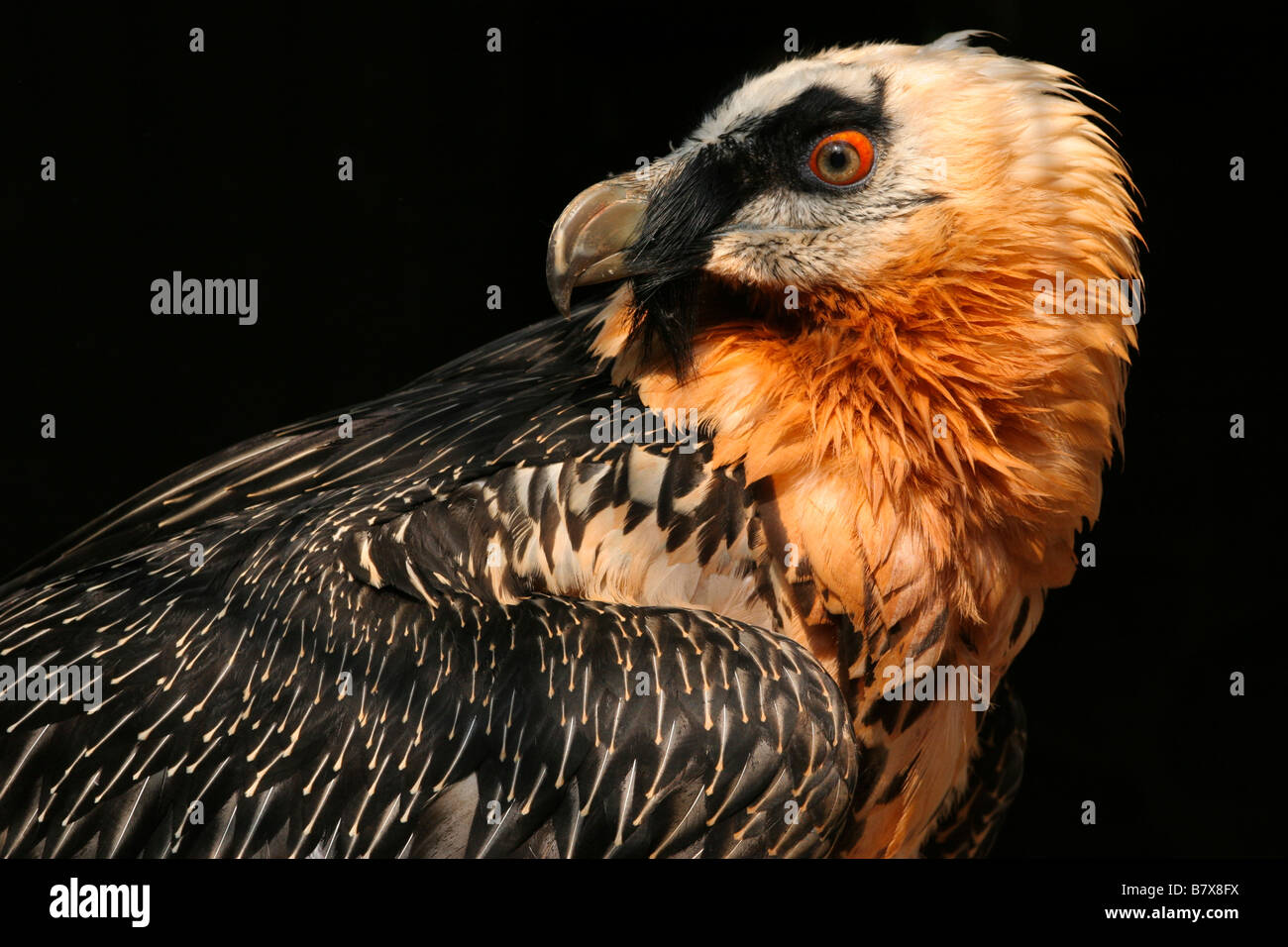 Bearded vulture gypaetus barbatus hi-res stock photography and images ...