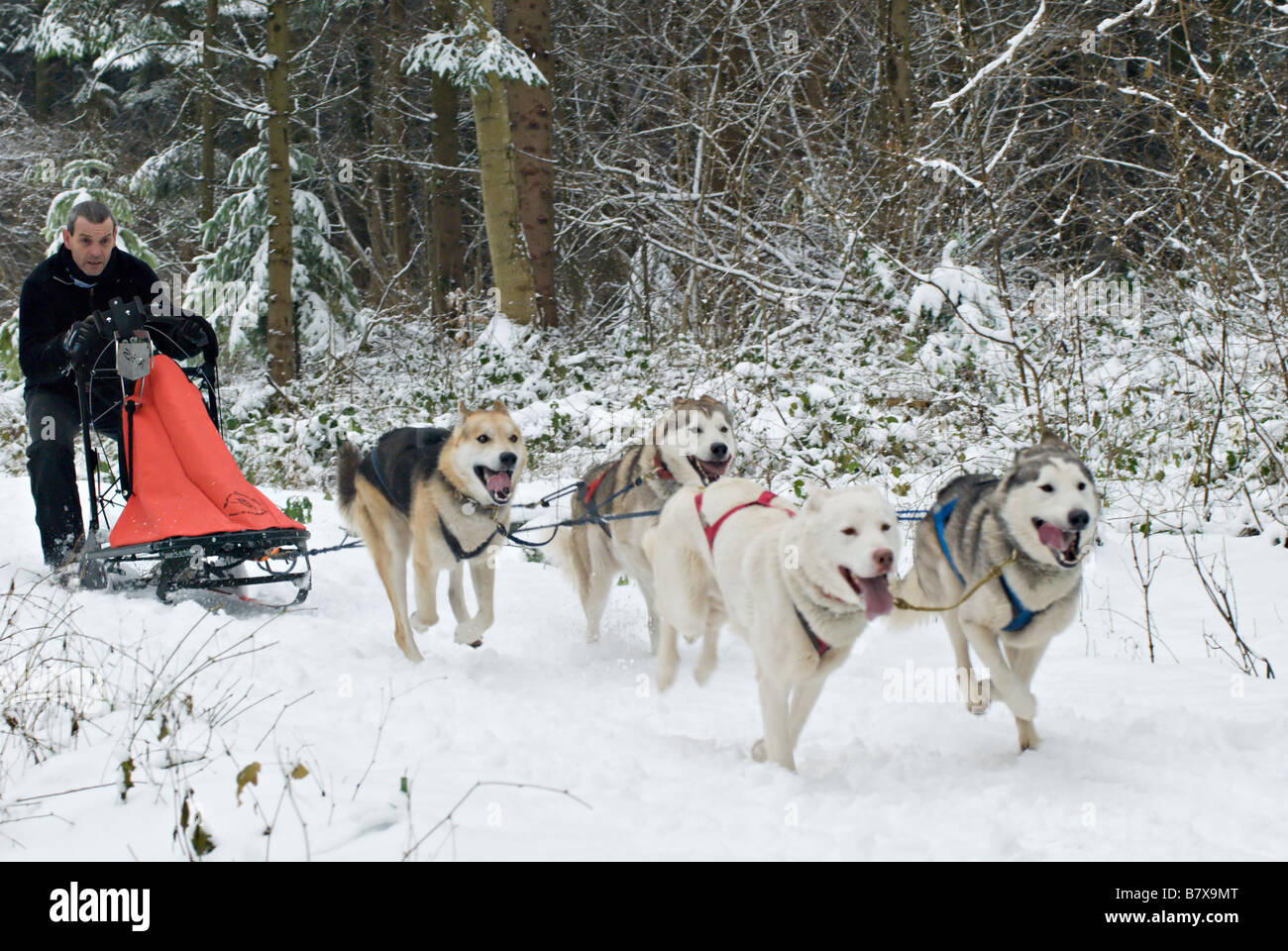 Sled dog team hi-res stock photography and images - Alamy
