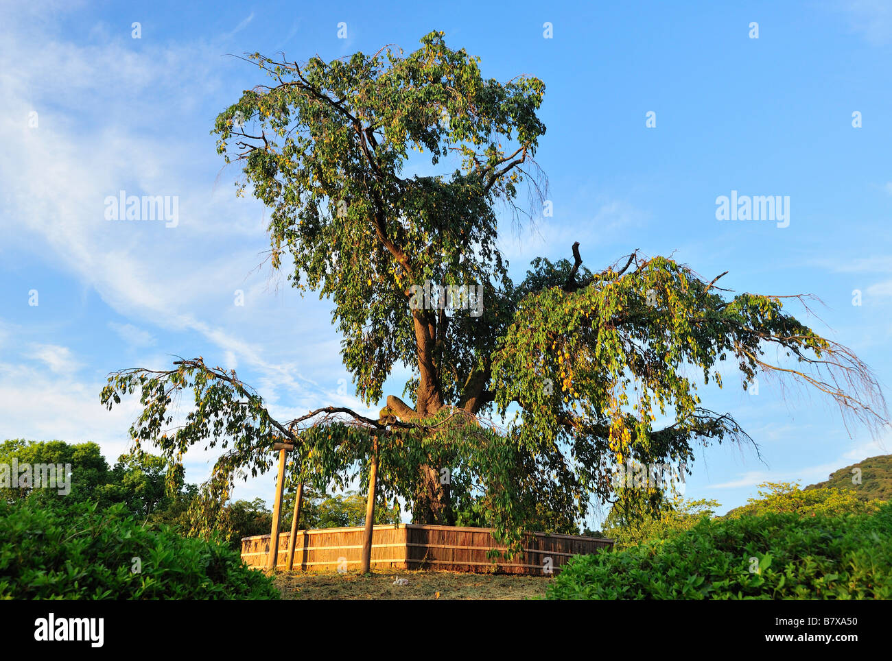Maruyama Koen, Kyoto, Japan Stock Photo - Alamy