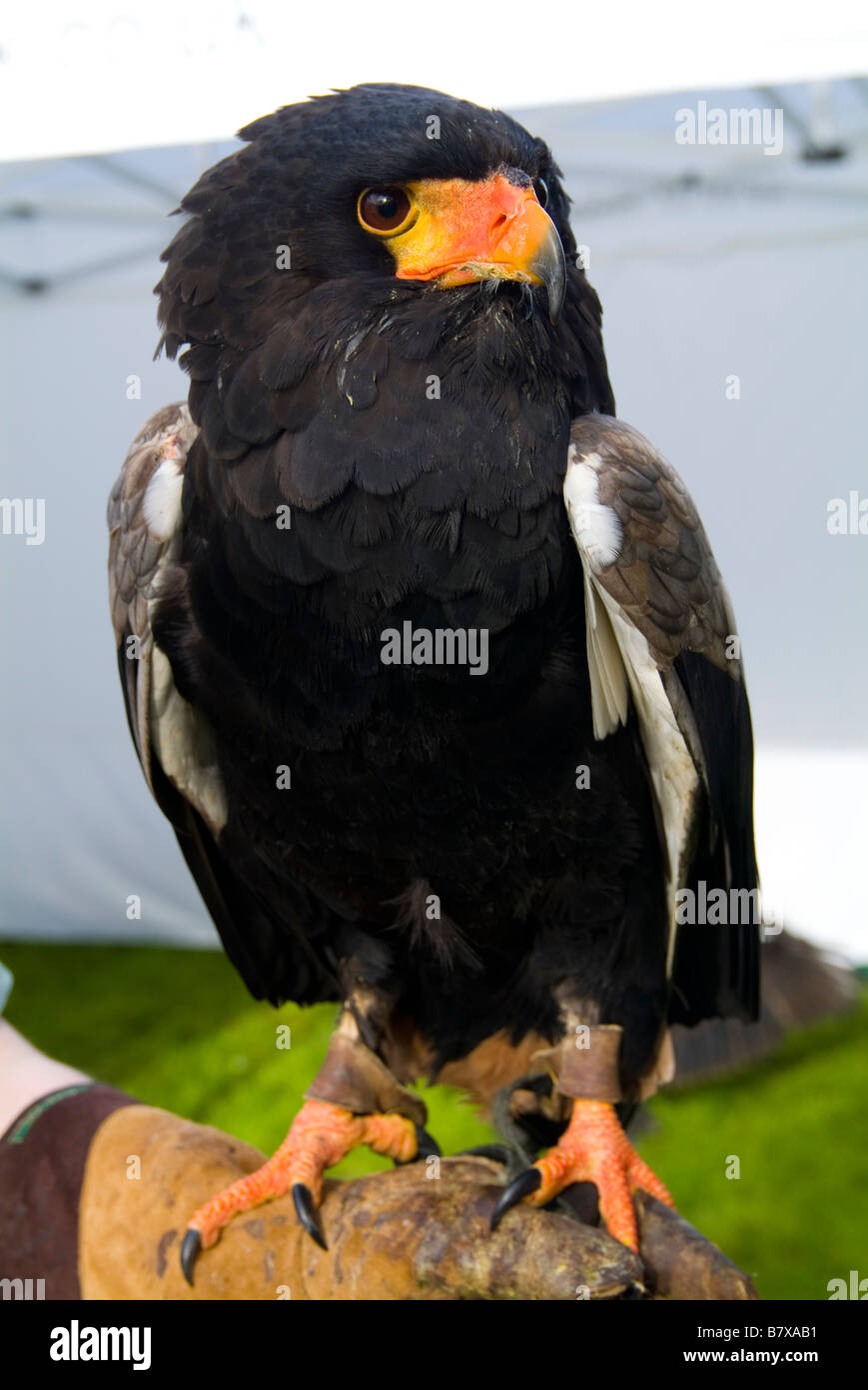 Owl egg hi-res stock photography and images - Alamy