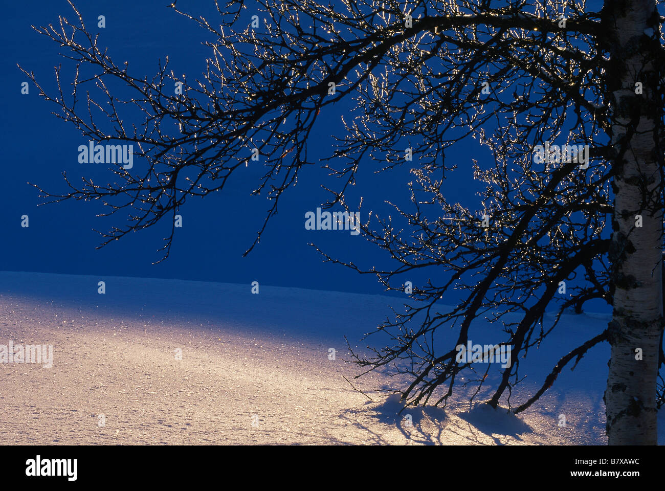 Winter Snow Tree mountain birch White bark of trunk Bare branches ...