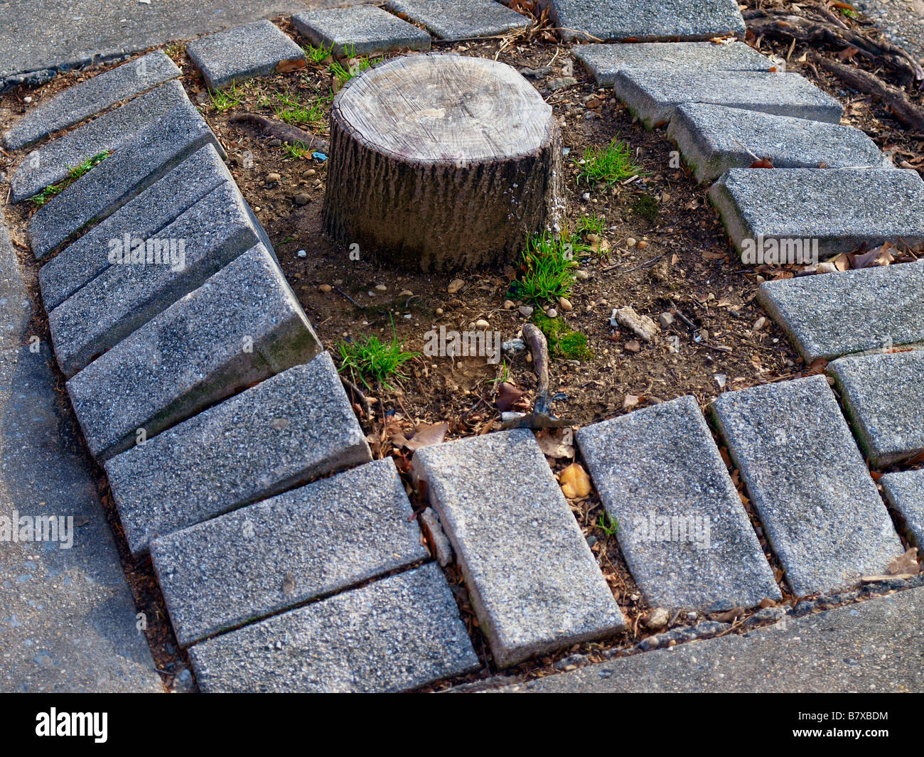 A small tree stump remains, encircled by bricks and soil, after a tree ...