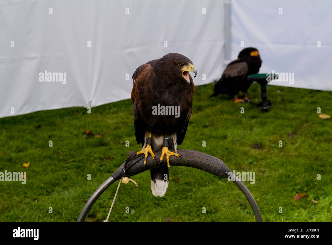 Sparrow Hawks Vultures High Resolution Stock Photography and Images - Alamy