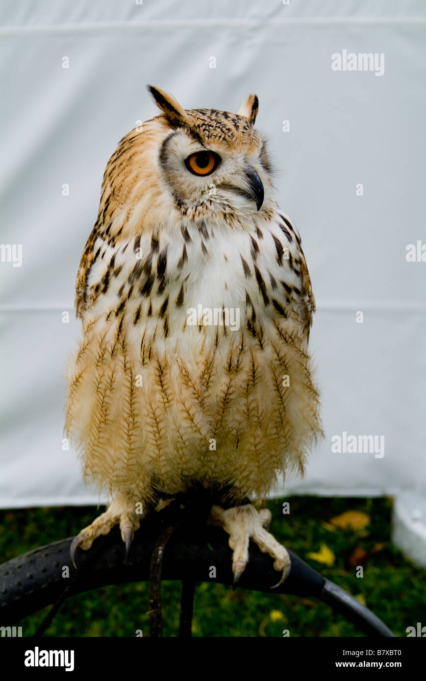 Sparrow Hawks Vultures High Resolution Stock Photography and Images - Alamy