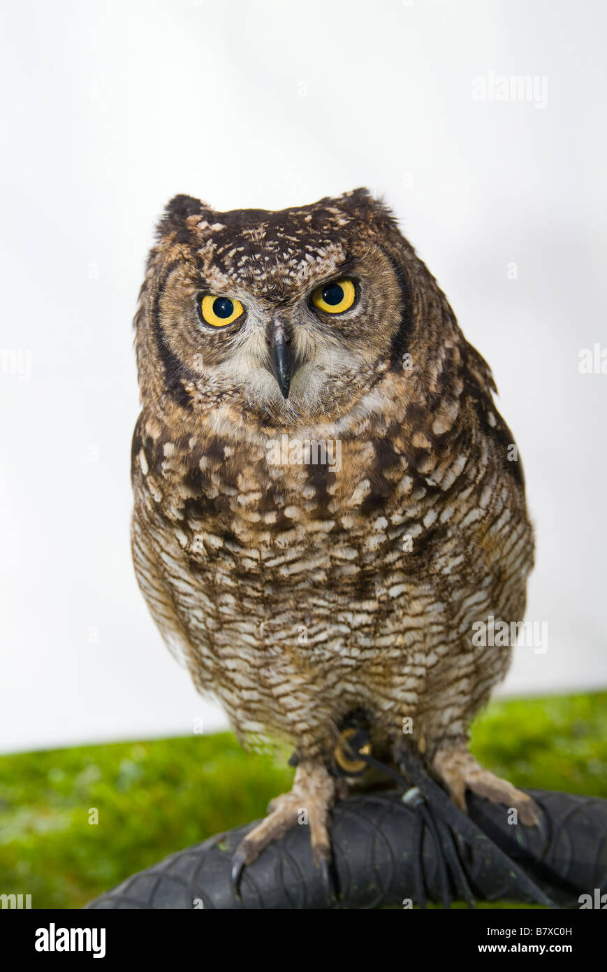 Sparrow Hawks Vultures High Resolution Stock Photography and Images - Alamy