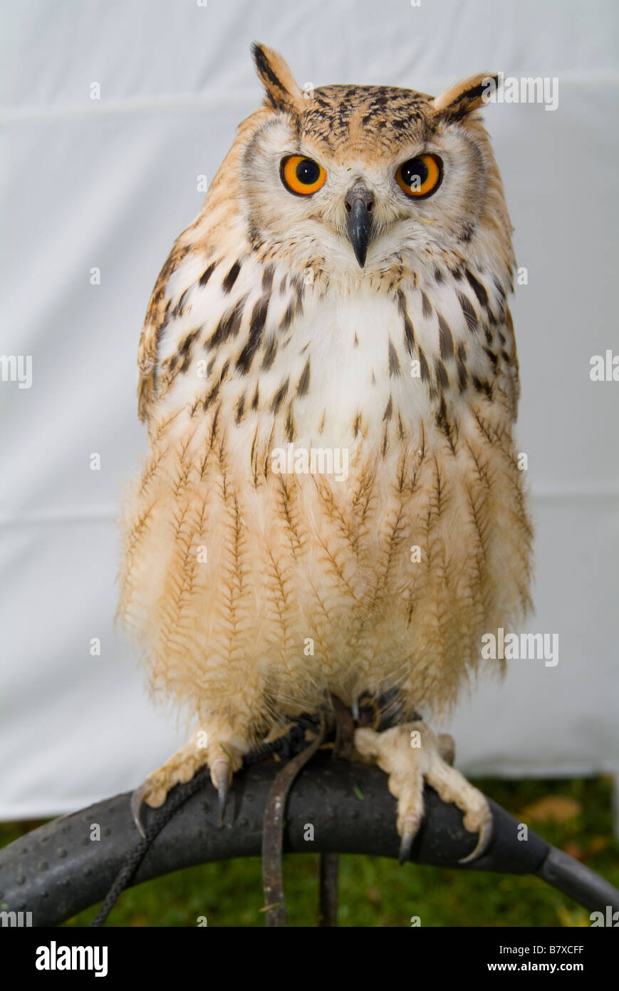Sparrow Hawks Vultures High Resolution Stock Photography and Images - Alamy