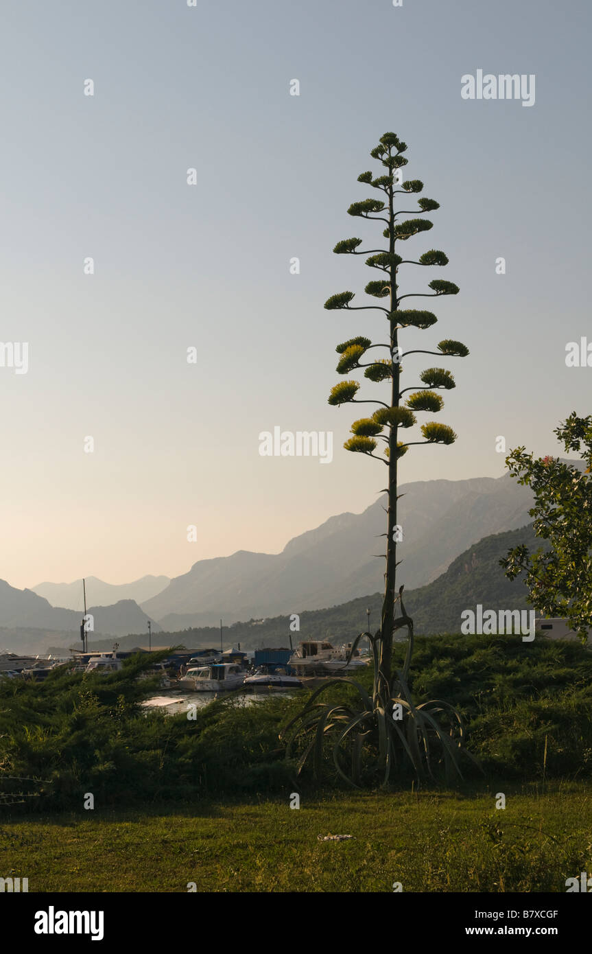 A flower of agave in front of mountains in Bar, Montenegro Stock Photo ...