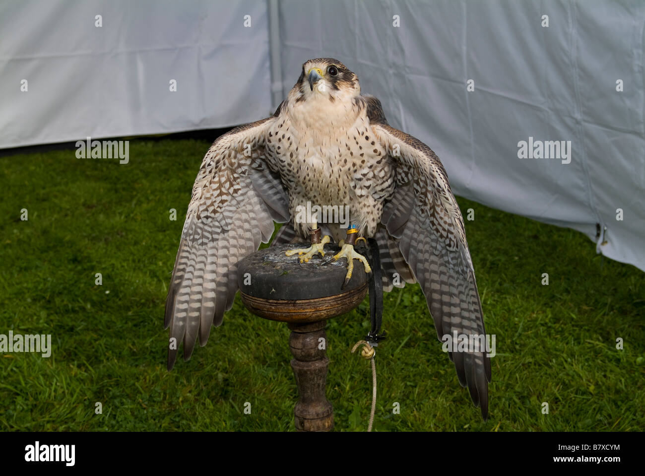 Sparrow Hawks Vultures High Resolution Stock Photography and Images - Alamy