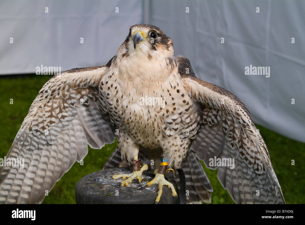 Sparrow Hawks Vultures High Resolution Stock Photography and Images - Alamy